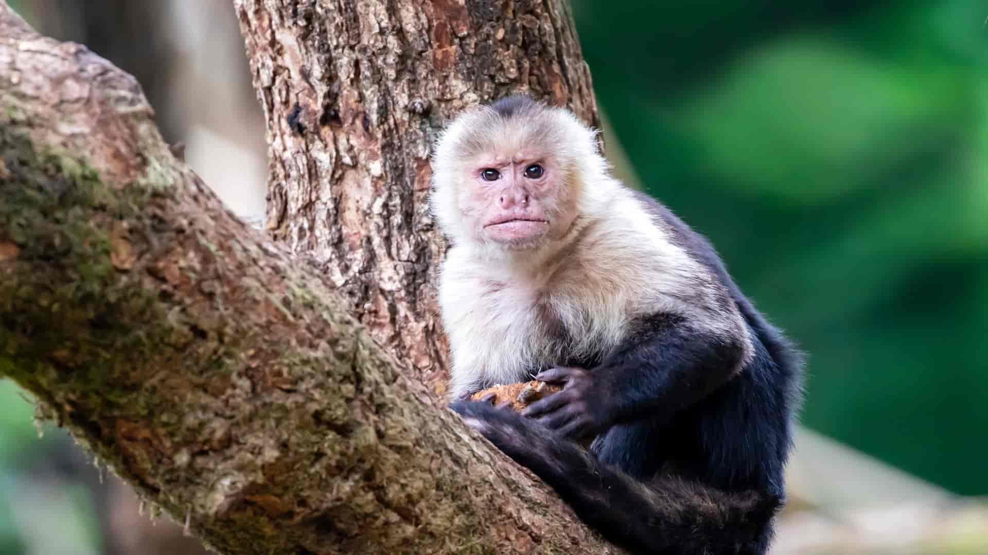 15 Different Types Of Monkeys Around The World