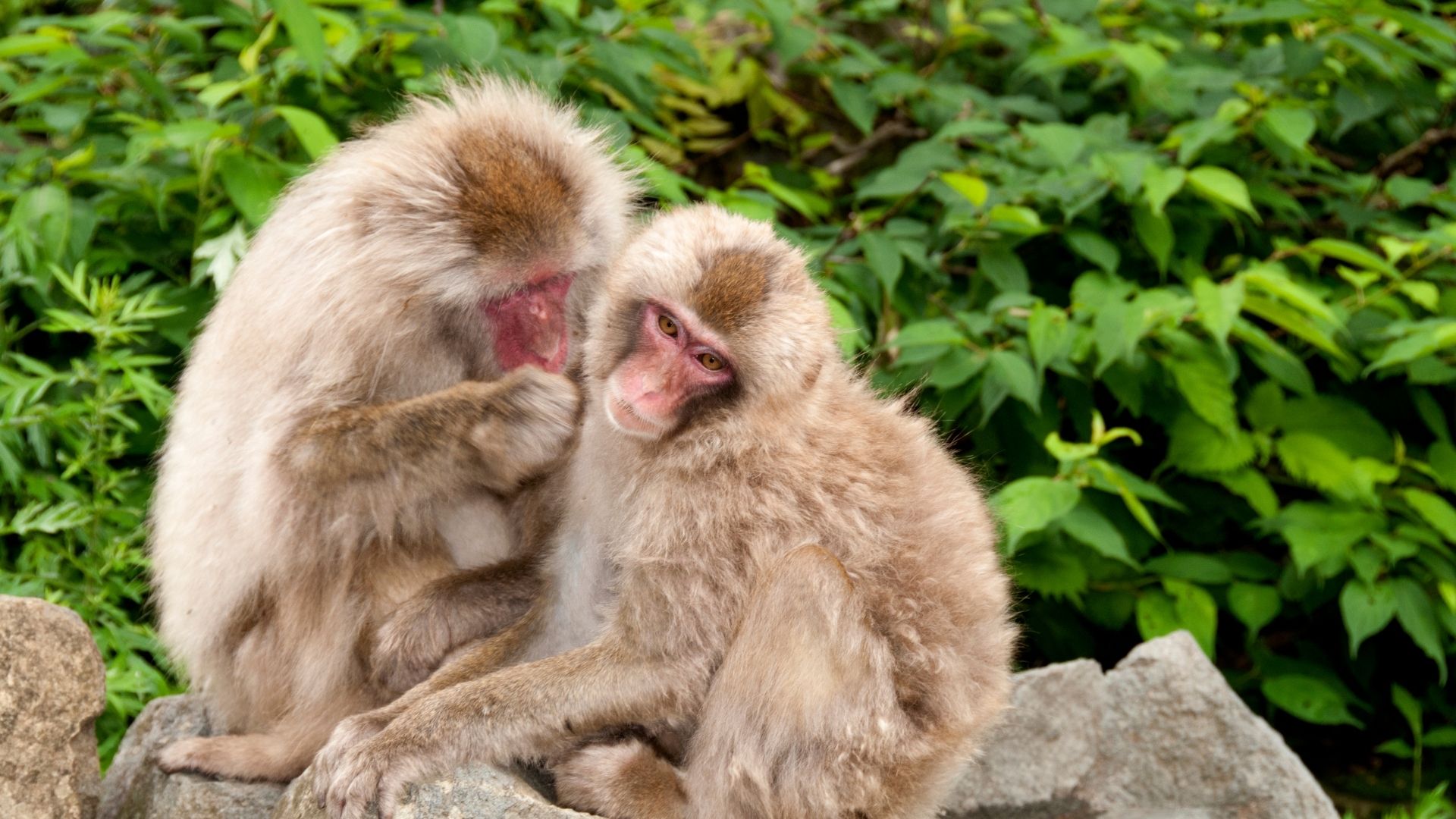 15 Different Types Of Monkeys Around The World