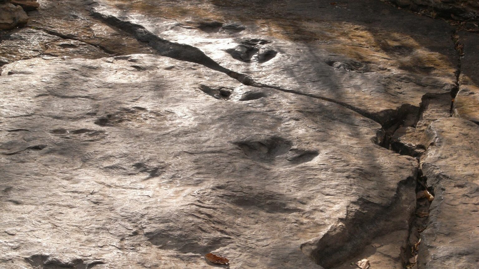 4 Main Types of Fossils