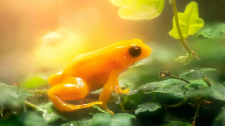 11 Types Of Toads (#4 Is Surprisingly Beautiful)