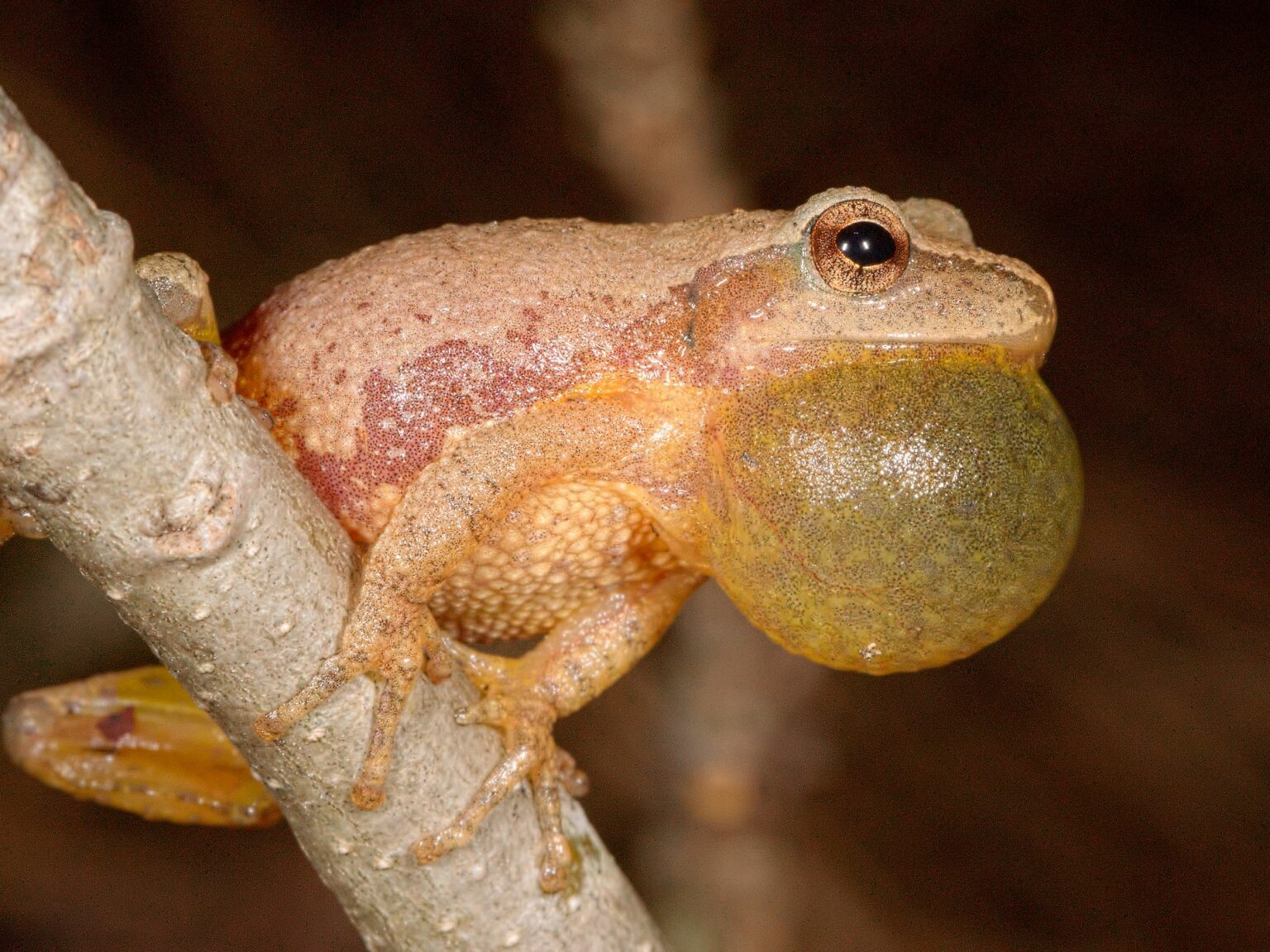 Types of Frogs (#15 Is The Absolute Scariest )