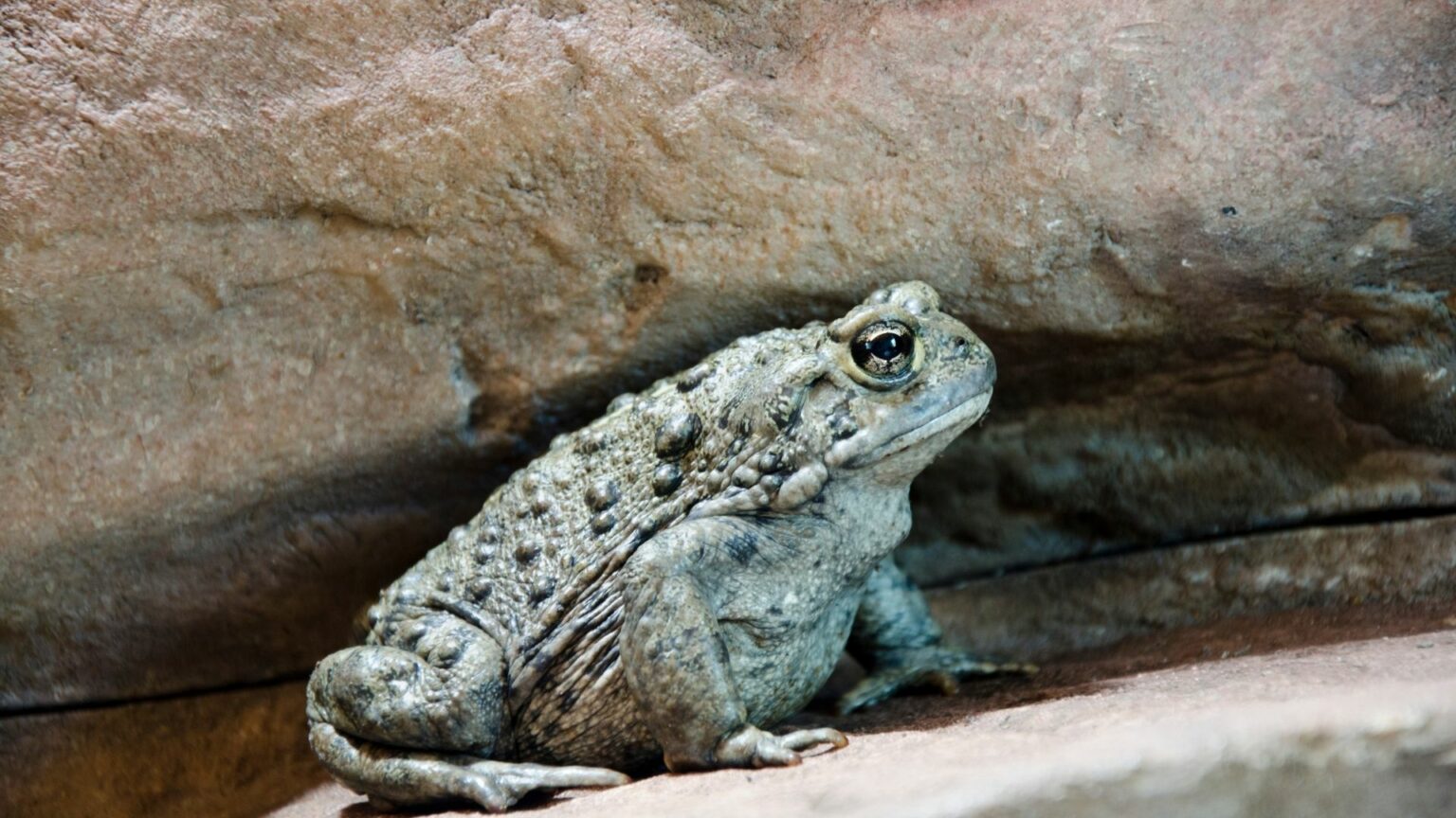 11 Types Of Toads (#4 Is Surprisingly Beautiful)