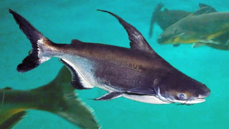 Types of Catfish (#11 Is Actually Super Cute)