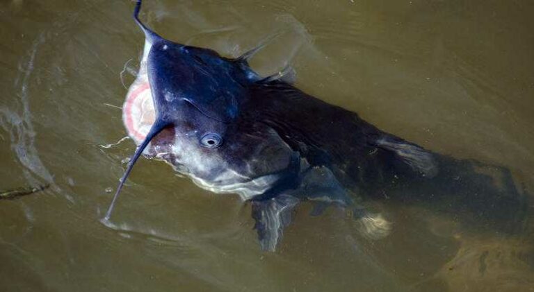 Types of Catfish (#11 Is Actually Super Cute)