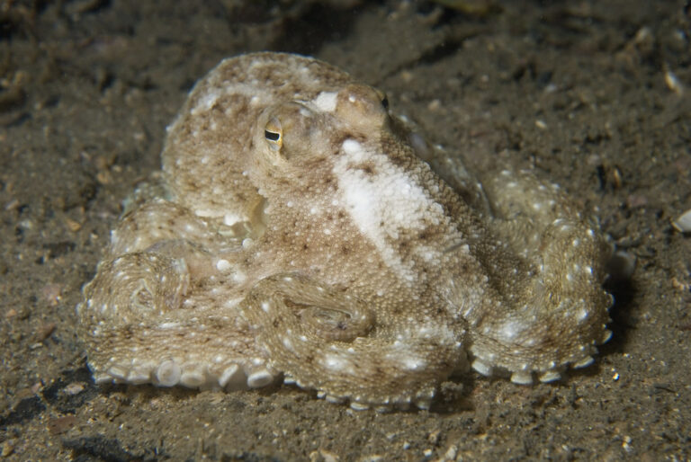 23 Amazing Types of Octopus + Interesting Facts & Photos