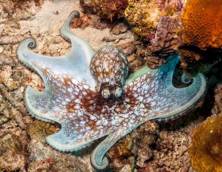 23 Amazing Types of Octopus + Interesting Facts & Photos