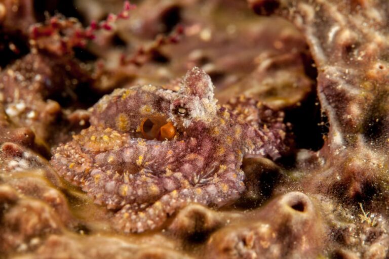 23 Amazing Types of Octopus + Interesting Facts & Photos