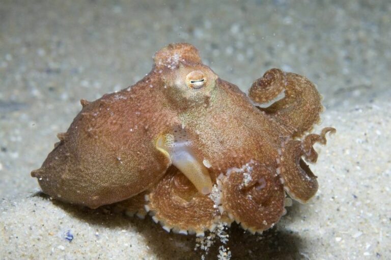 23 Amazing Types of Octopus + Interesting Facts & Photos